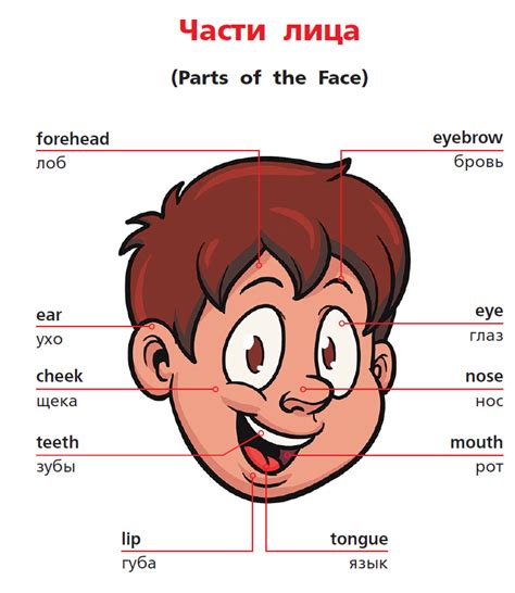 Английский язык в картинках для начальной школы Скачать и распечатать бесплатно