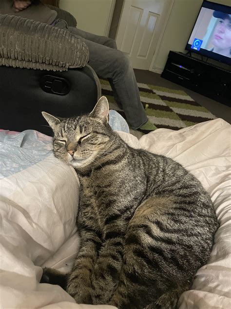 Bob Having A Cat Nap R A