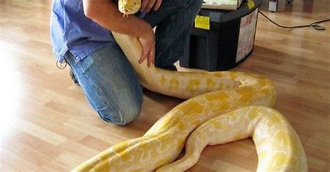 This Is Julius A Female Albino Burmese Python From Germany You Might