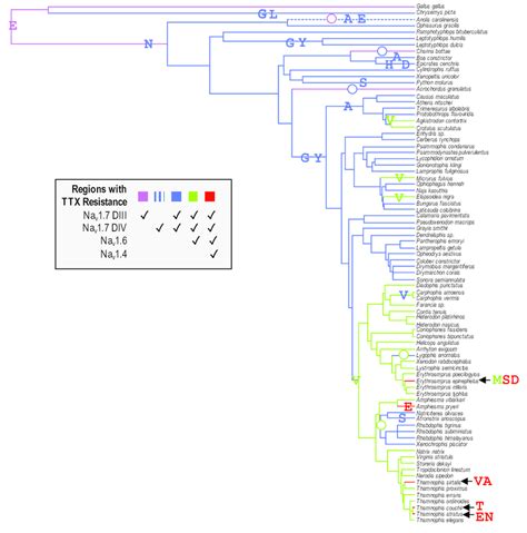 Figure S2 Related To Figures 1 And 2 Ancestral State Reconstructions Download Scientific