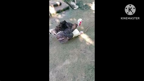 Paano Mag Breed Ng Pabo Youtube