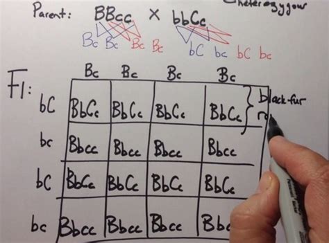 B B Deficiencies Flashcards Quizlet