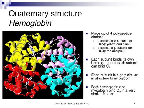 Quaternary Structure Of Hemoglobin