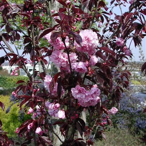 Prunus Serrulata Royal Burgundy