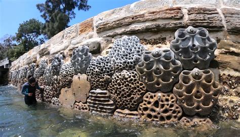 Flatback Turtle Migration Routes Mapped Australian Geographic