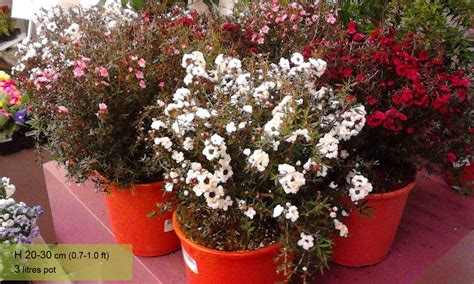 Leptospermum Scoparium Broom Tea Tree Manuka Shrub Garden Plants Online