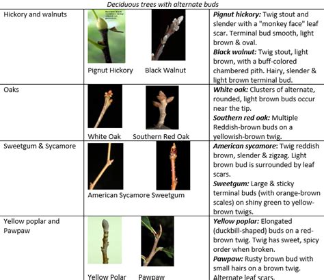 Ask A Naturalist Winter Tree Identification Skills