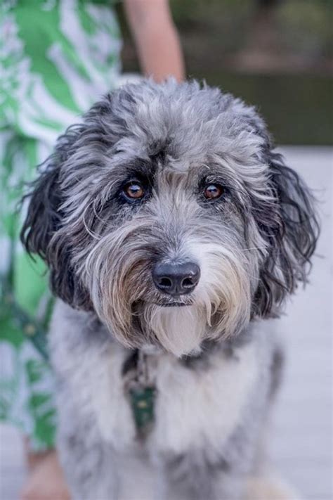 Aussiedoodle Colors Guide Blue Merle Black Chocolate Red Etc
