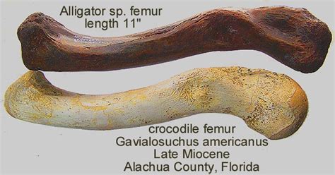 Unknown Femur Fossil Id The Fossil Forum