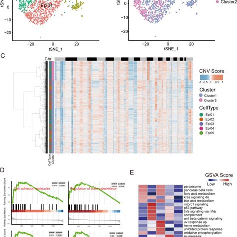 Molecular Signature Of Epithelial Clusters Of Ptc A T Sne Plot Of