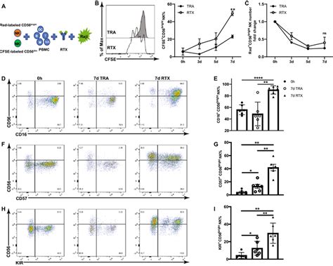 Cd56dim Nk Cells Transit Into Cd56bright Nk Cells In Response To Download Scientific Diagram