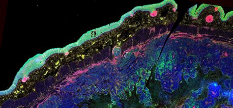 Unveiling The Wonders Of Genomics Spatial Lifestrands