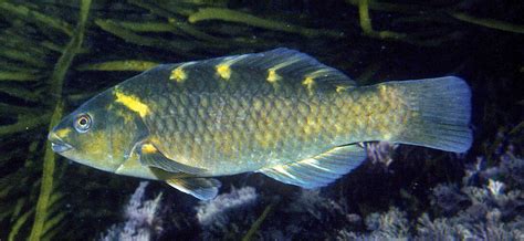 Notolabrus Fucicola Richardson 1840 Purple Wrasse