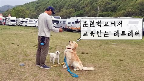 리트리버 두마리가 캠핑카 정모에 가면 애견동반 캠핑 Youtube