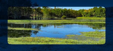 3 Algae Prevention Tips Lake And Pond Management Services Aquatic Environment Consultants