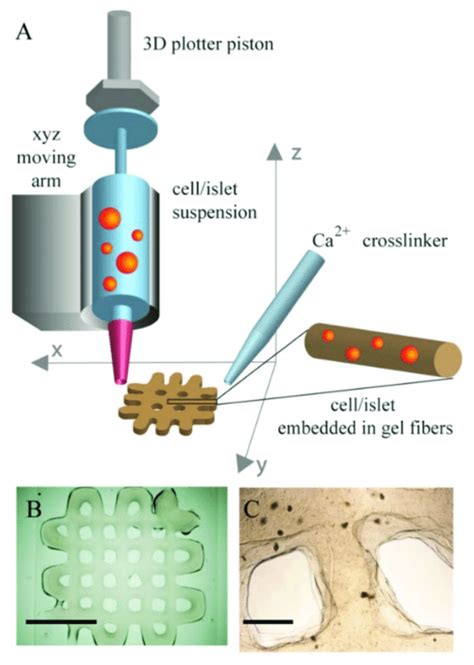 3d Bioprinting Scaffolds A 3d Printing Schematic B Download Scientific Diagram