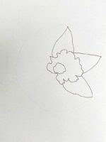 How To Draw A Daffodil From Multiple Views Picture Box Blue