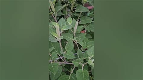 요랬다가요래됐슴당이찬원시절인연 Youtube