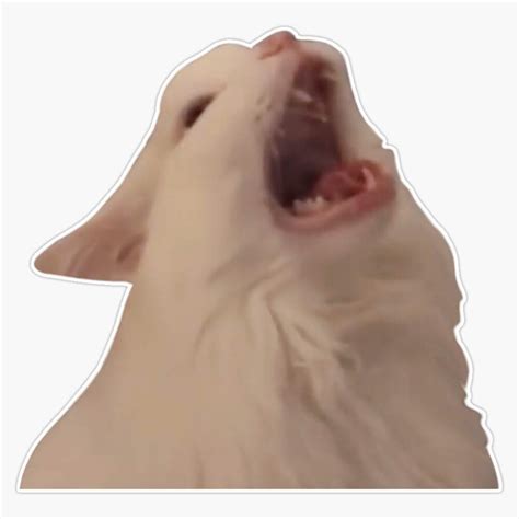 Screaming Cat Blank Template Imgflip