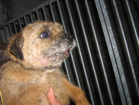 The Working Border Terrier Club Earthdogs And Working Terriers The