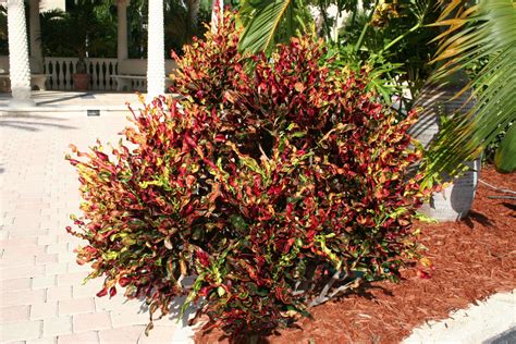 Codiaeum Sp Dasign Source Botanicals