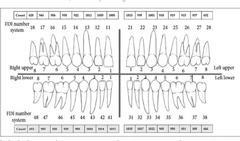 figure 1 from deep learning for tooth identification and enumeration in