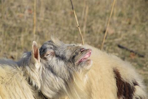 Goat Lifts His Lip And Sniffs Pheromones Goat Sexual Behavior During