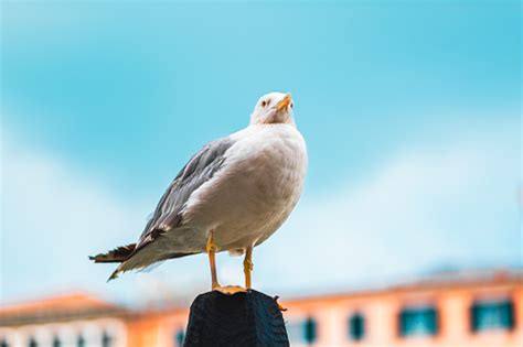 그림 같은 베니스의 풍경 속에서 생생한 푸른 하늘을 배경으로 장엄한 갈매기 0명에 대한 스톡 사진 및 기타 이미지 0명 갈매기 건축 Istock