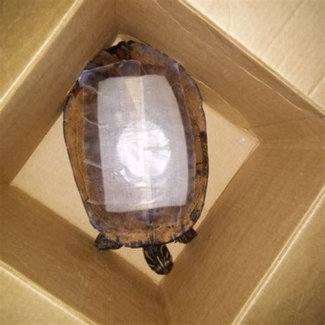 Turtle Shell Repair Out Standing In The Field