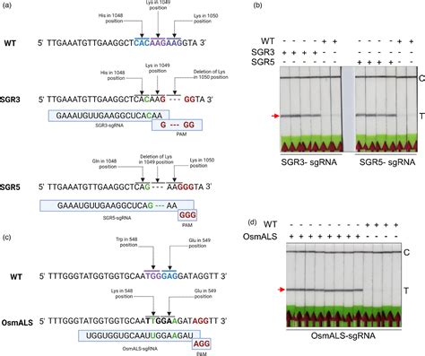 Figure 1 From A Crispr‐based Lateral Flow Assay For Plant Genotyping And Pathogen Diagnostics