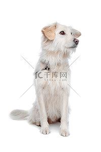 杂种狗高清摄影大图 千库网