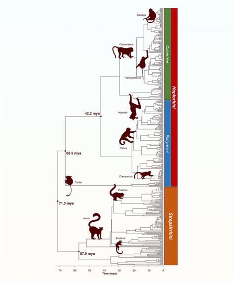 Evolutionary Tree