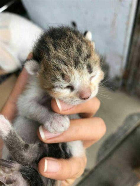 点点爱宠物情缘——宠物相亲网站 宠物配种 宠物交友app 宠物社区app 宠物婚配网站 宠物配对app 宠物婚配网站 狗狗相亲 宠物购买 宠物朋友圈 宠物日常生活 宠物吃喝玩乐 宠物交友 宠物