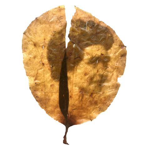 Disparitions De Cyril Burget La Comète