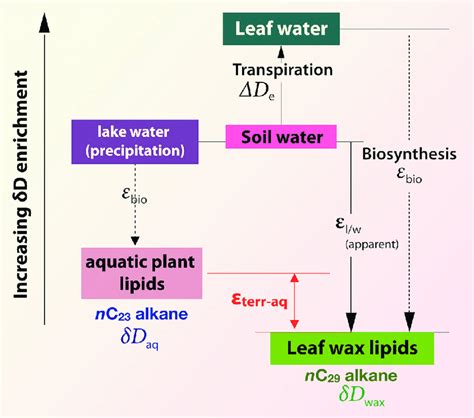 3 Schematic Diagram Of Hydrogen Isotope Fractionation Of Lipids And