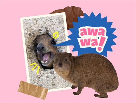 Awawa