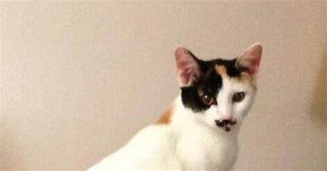 My Cats A Dick He Always Makes Fun Of Me Because Im 20 And Still Not