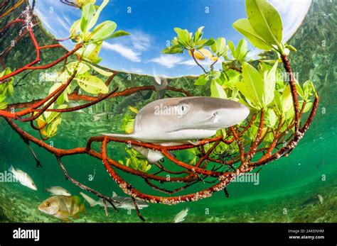 Lemon Shark Pup Negaprion Brevirostris In Mangrove Forest Which Acts
