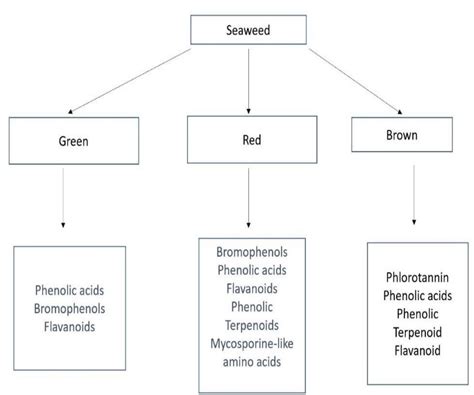 Classification Of The Main Types Of Seaweed And Their