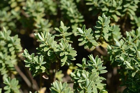 15 Dwarf Shrubs For Full Sun Plantglossary