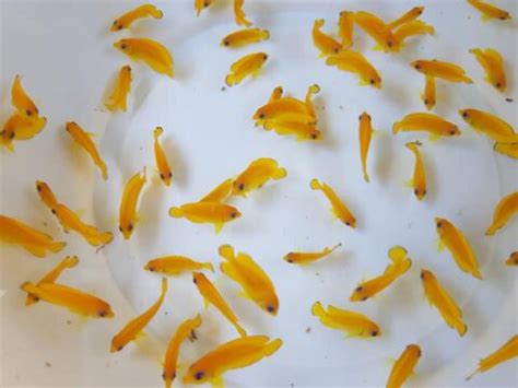 Bali Aquarich Claims Centropyge Eibli Breeding First Coral Magazine