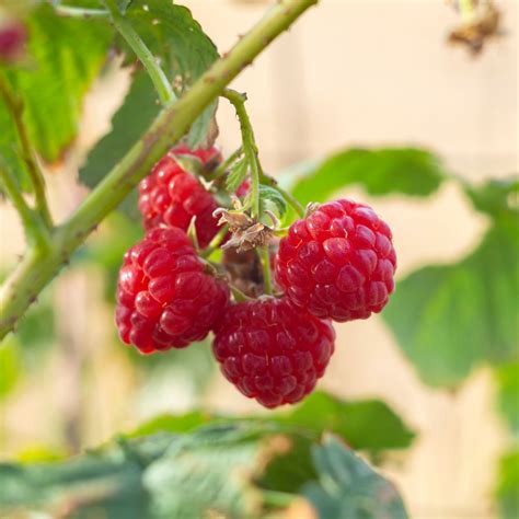 Rubus Idaeus Malling Promise Leafwise