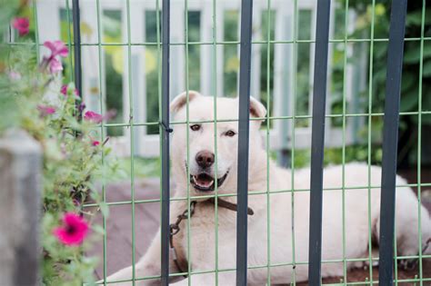 한국 개 종류와 특징 알아보기 경계심이 강하고 용맹해요 비마이펫 라이프