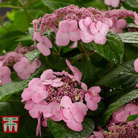 Hydrangea Macrophylla Endless Summer Twist And Shout 3 Litre Potted Plant X 1