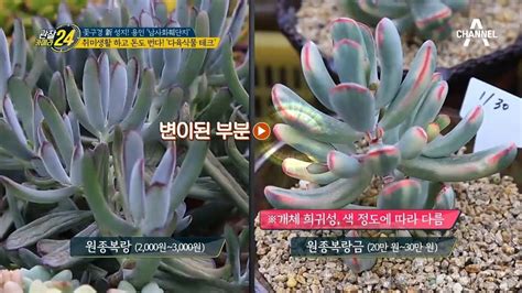 이색 현장 탐방 다육이 키핑장x취미생활하고 돈도버는 다육식물 테크 L 관찰카메라 24 83회 Youtube