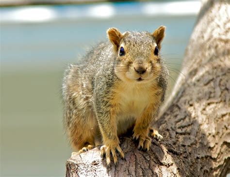 Animals Flickr