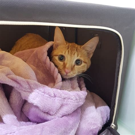 대구고양이무료분양 달서구고양이무료분양 대구코리안숏헤어무료분양 달서구코리안숏헤어무료분양 대구 2021 0168 코리안숏헤어 가루 책임분양 강아지무료분양 고양이무료분양