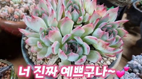 너 진짜 예쁘구나~💕 물주고 일주일이 지나도 예쁨예쁨💕 Youtube