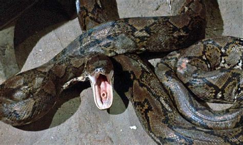Sssssss 1973