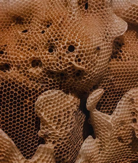 🥇 Imagen De Estructura De Panal 【foto Gratis】 100034859